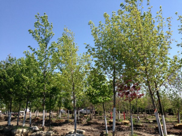 norwegian-sunset-maple – Hoosier Home & Garden